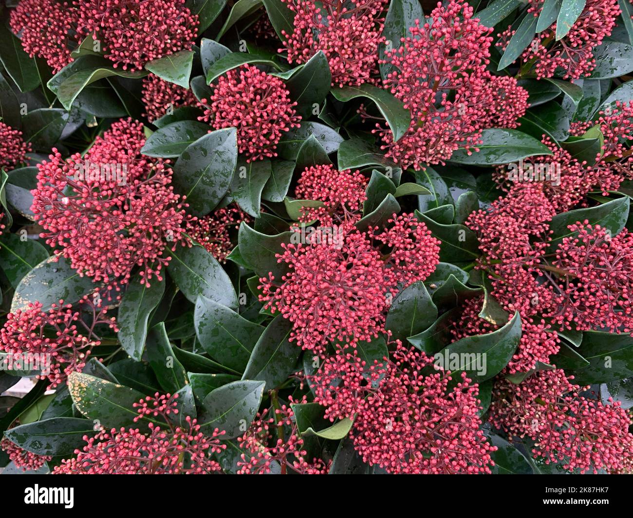 Close up of the autumn flower buds and dark green leaves of the ...