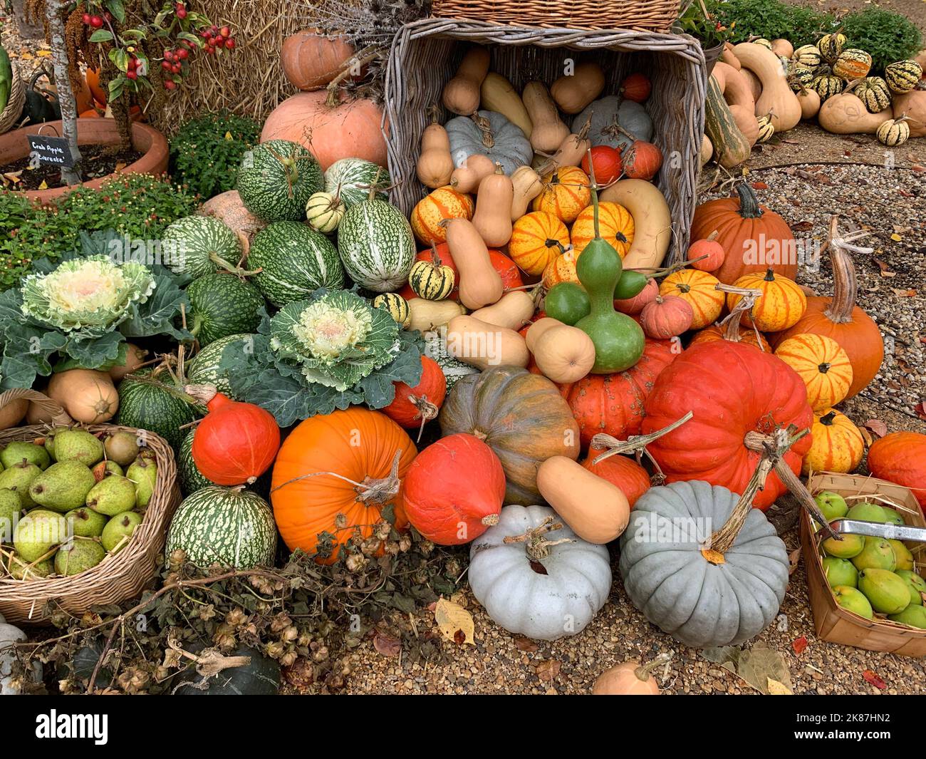Close up of autumn vegetables, fruits and different types of cucurbita ...