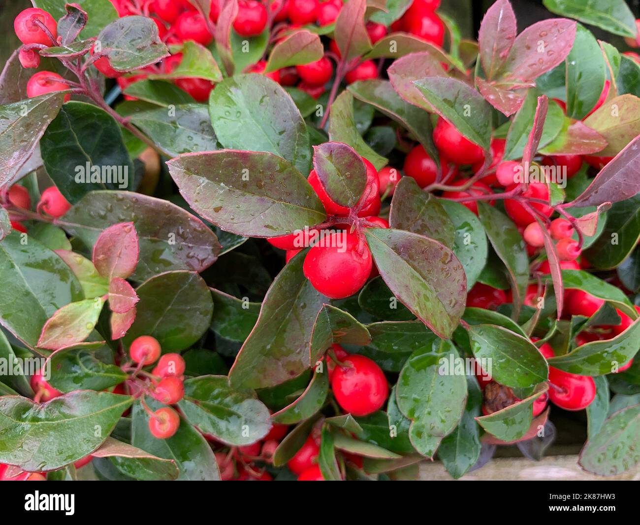 Plant eastern teaberry hi-res stock photography and images - Alamy