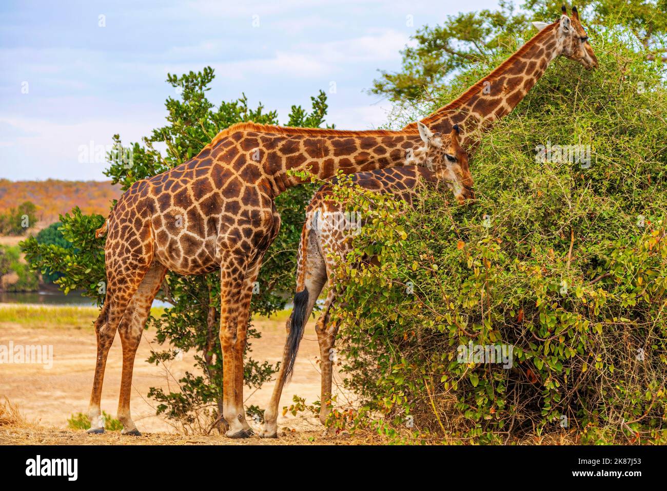 Giraffes with their young hi-res stock photography and images - Alamy