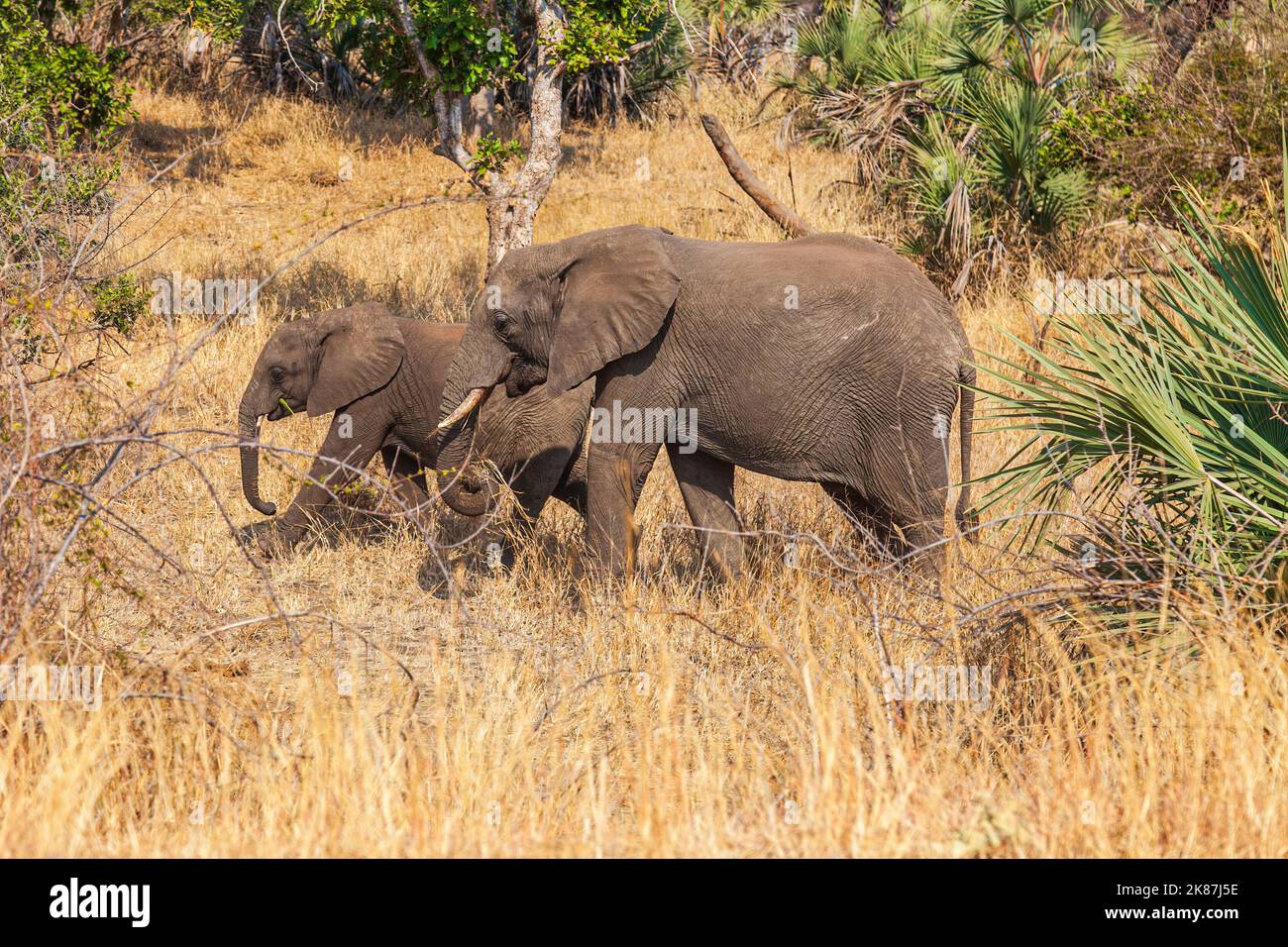 Elephant walking with cub in Kruger National Park, South Africa Stock ...
