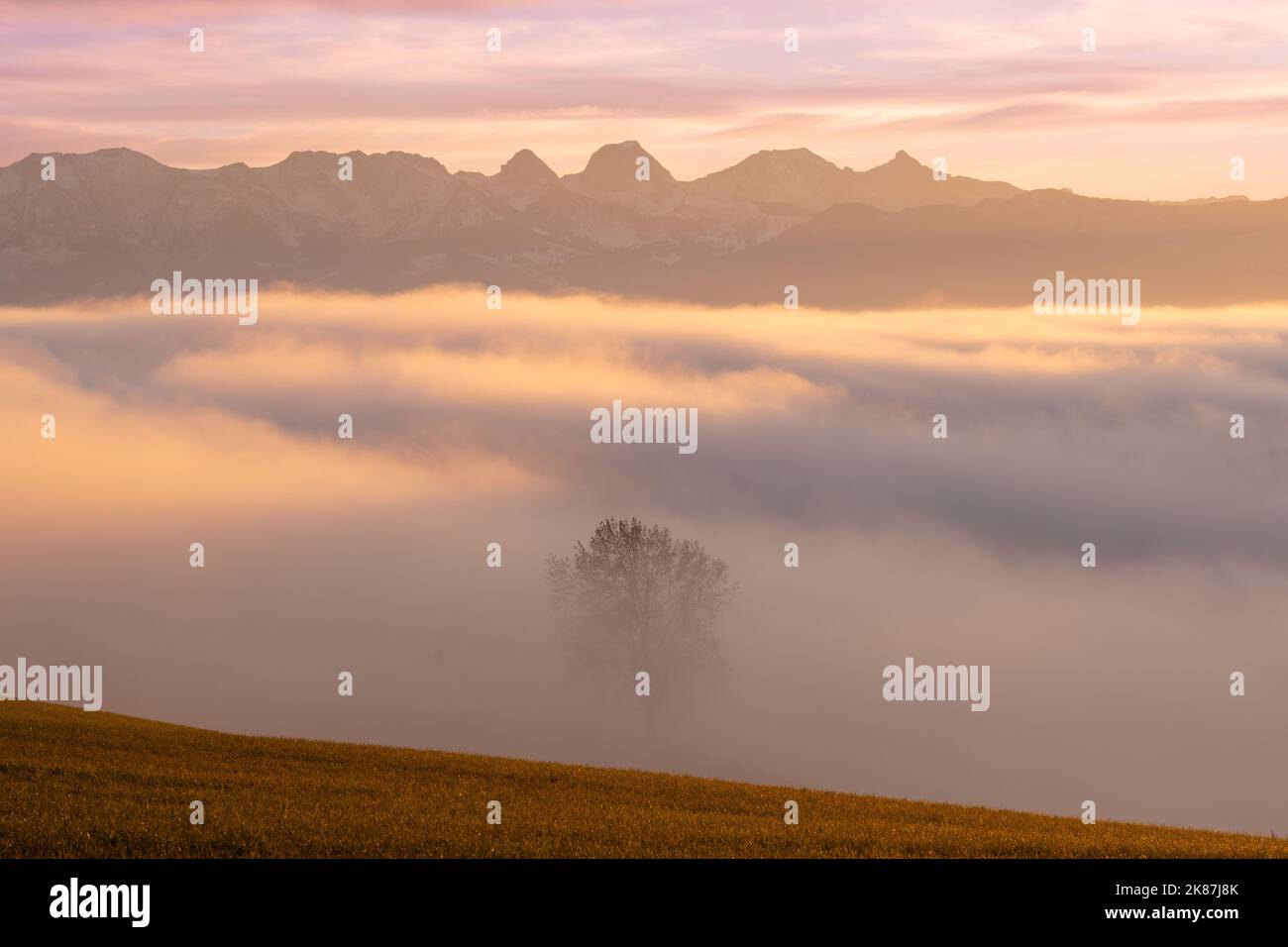 Spring Mist, trees are wet, damp fog of forest Stock Photo - Alamy