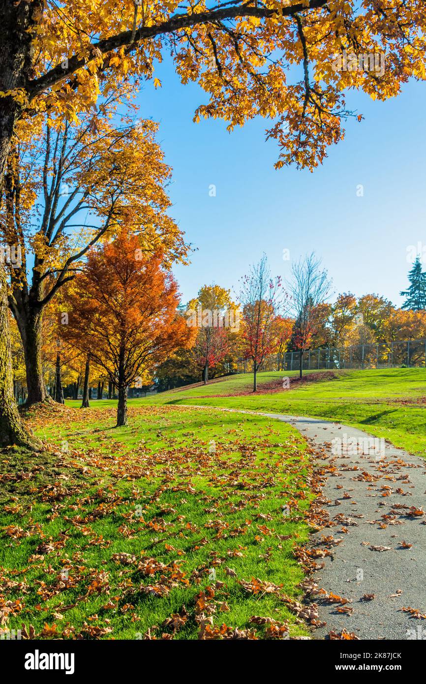 Pathway covered with maple leaves in a park Stock Photo - Alamy