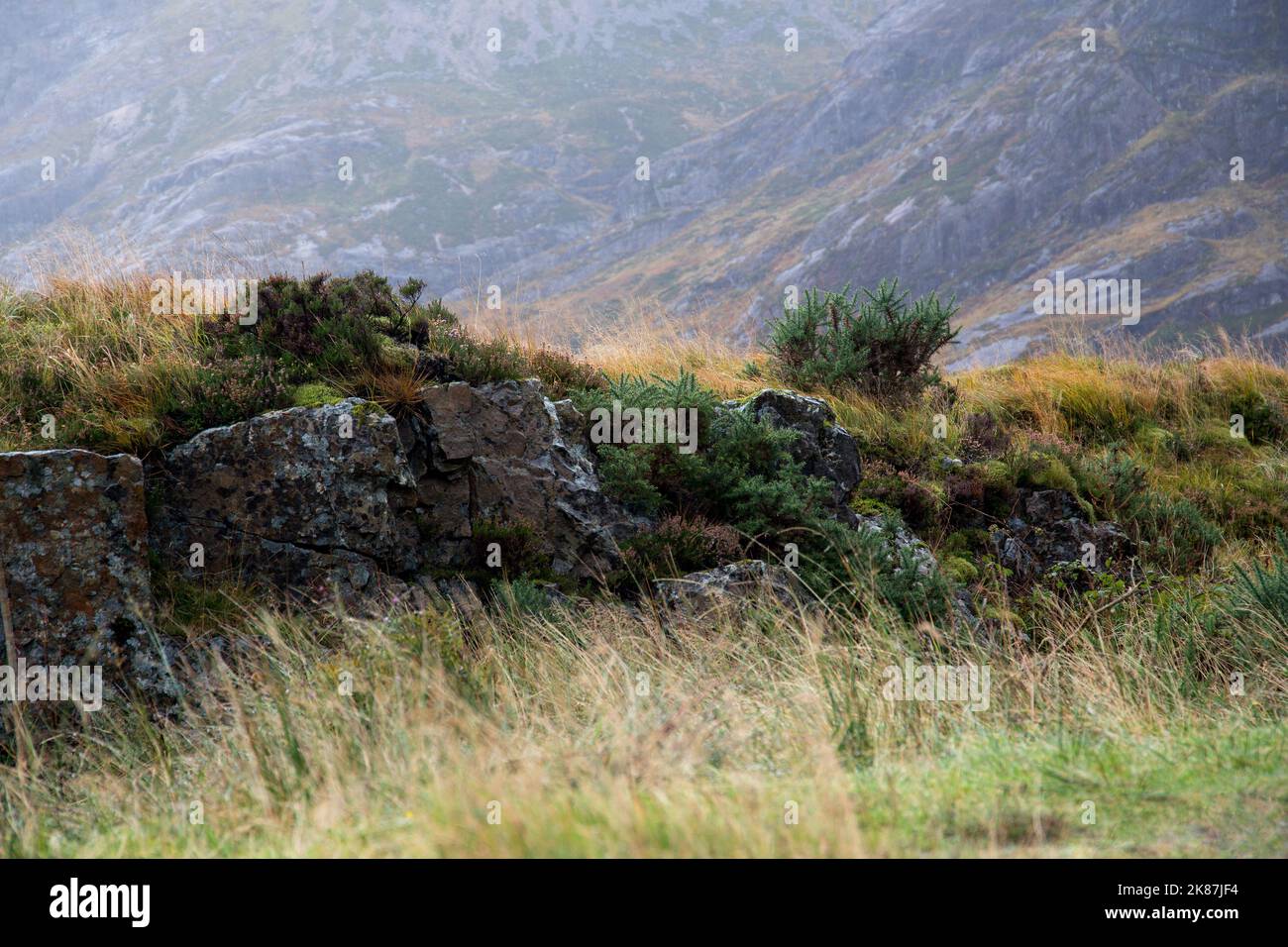 Ancient stone wall remains in the scottish highlands Stock Photo - Alamy