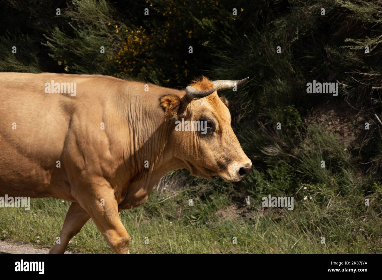 Beige cow with horns hi-res stock photography and images - Alamy