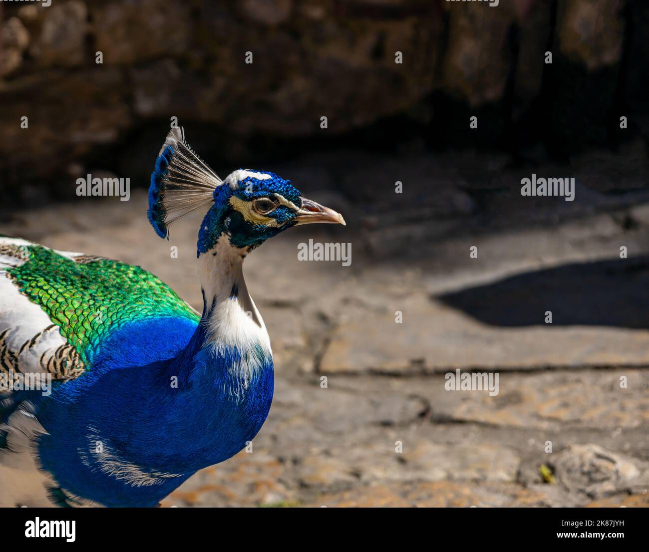 blue peacock in the park beautiful bird of large size and colorful ...