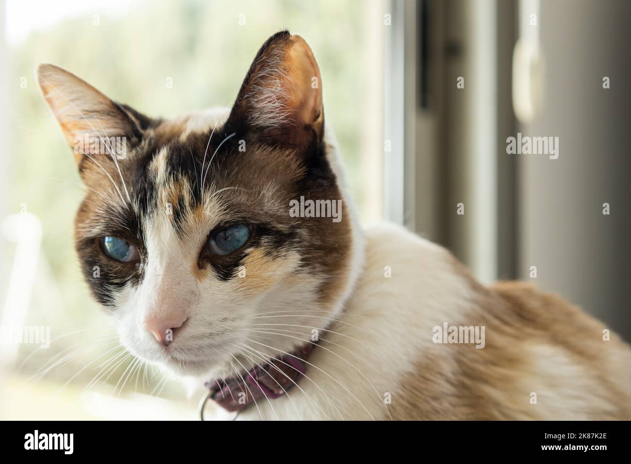 Beautiful female cat of three colors of the Siamese breed. Domestic ...