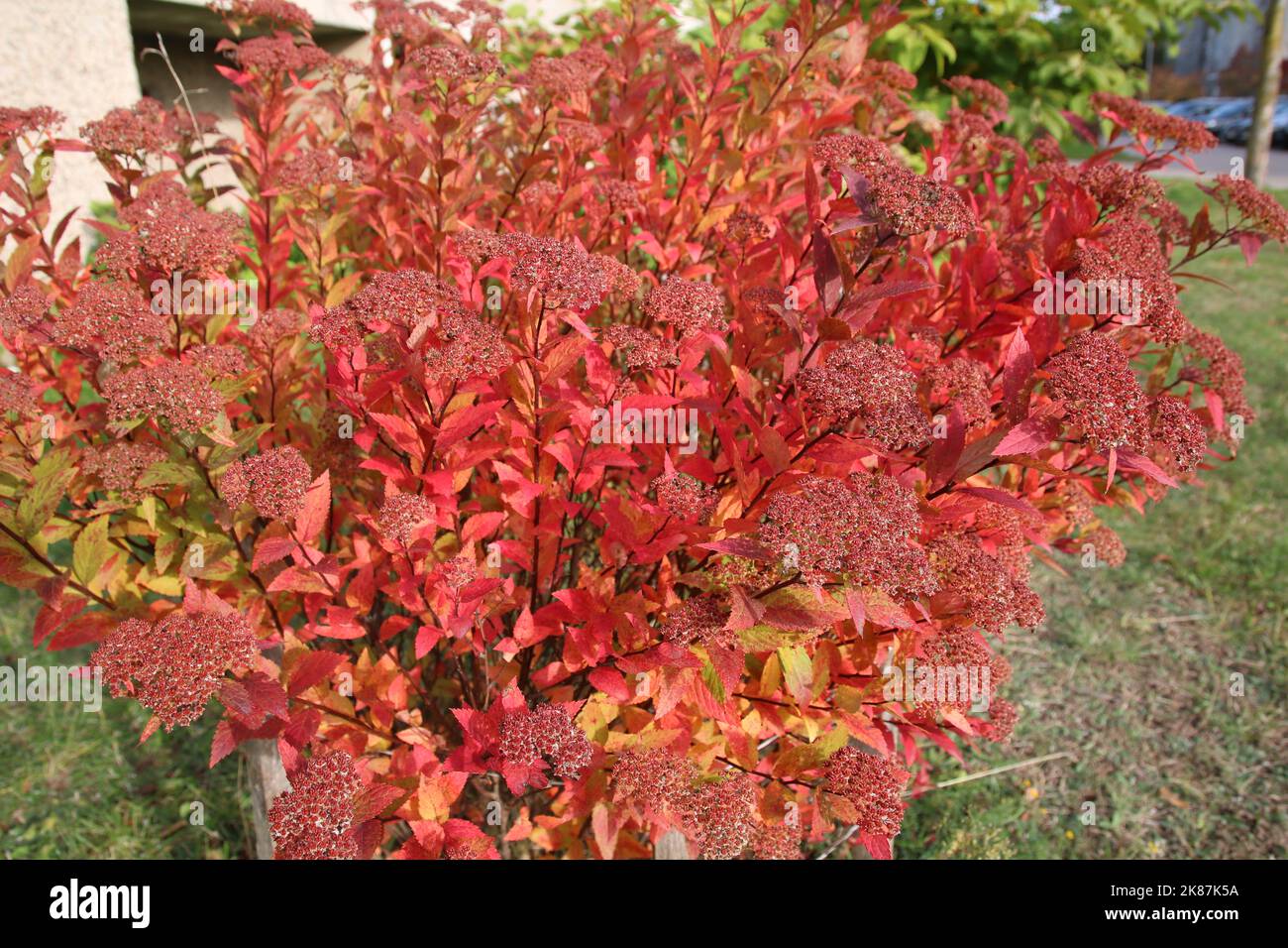 Bright and cheerful foliage hi-res stock photography and images - Alamy