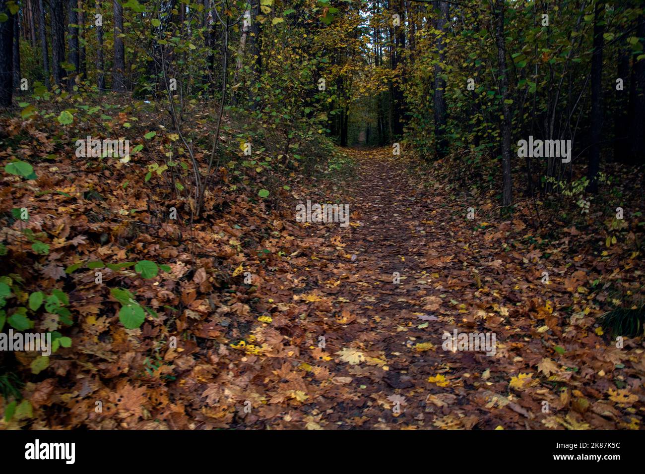 an evening stroll along a colorful forest path with fallen foxes in the ...