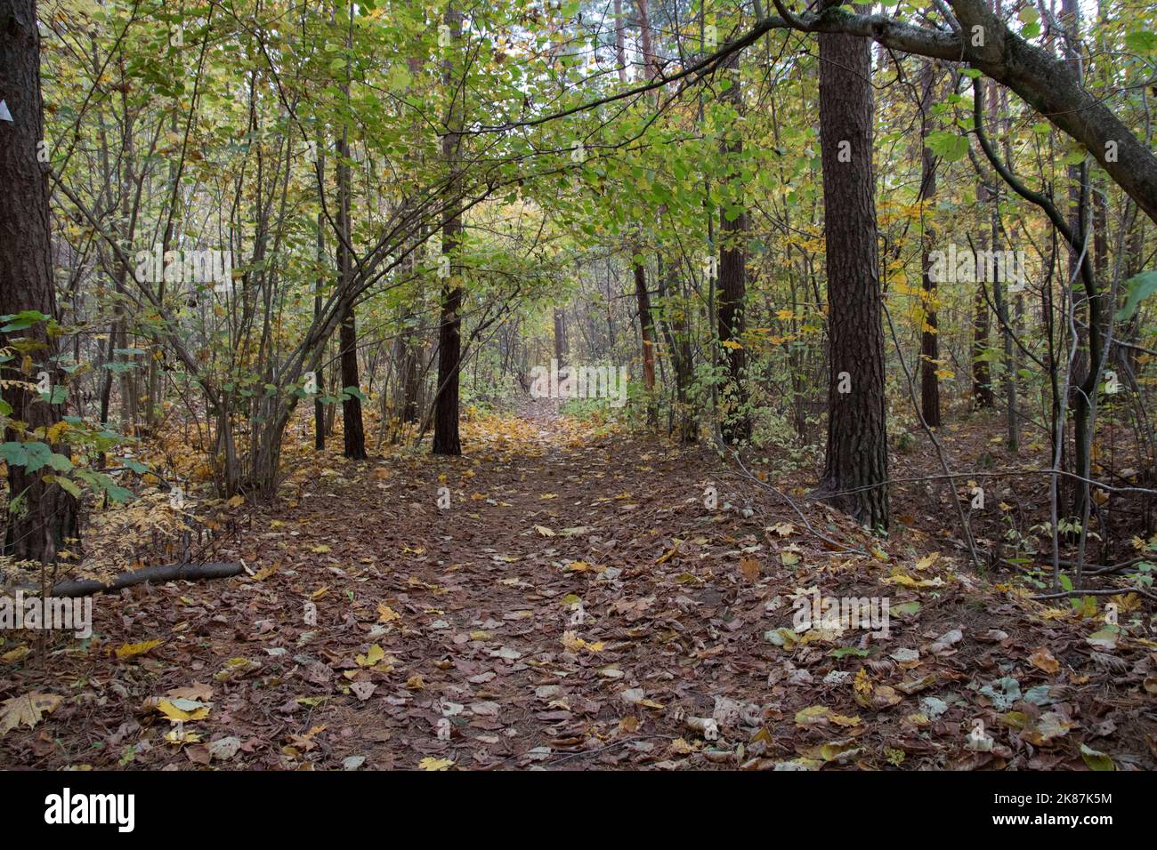 an evening stroll along a colorful forest path with fallen foxes in the ...