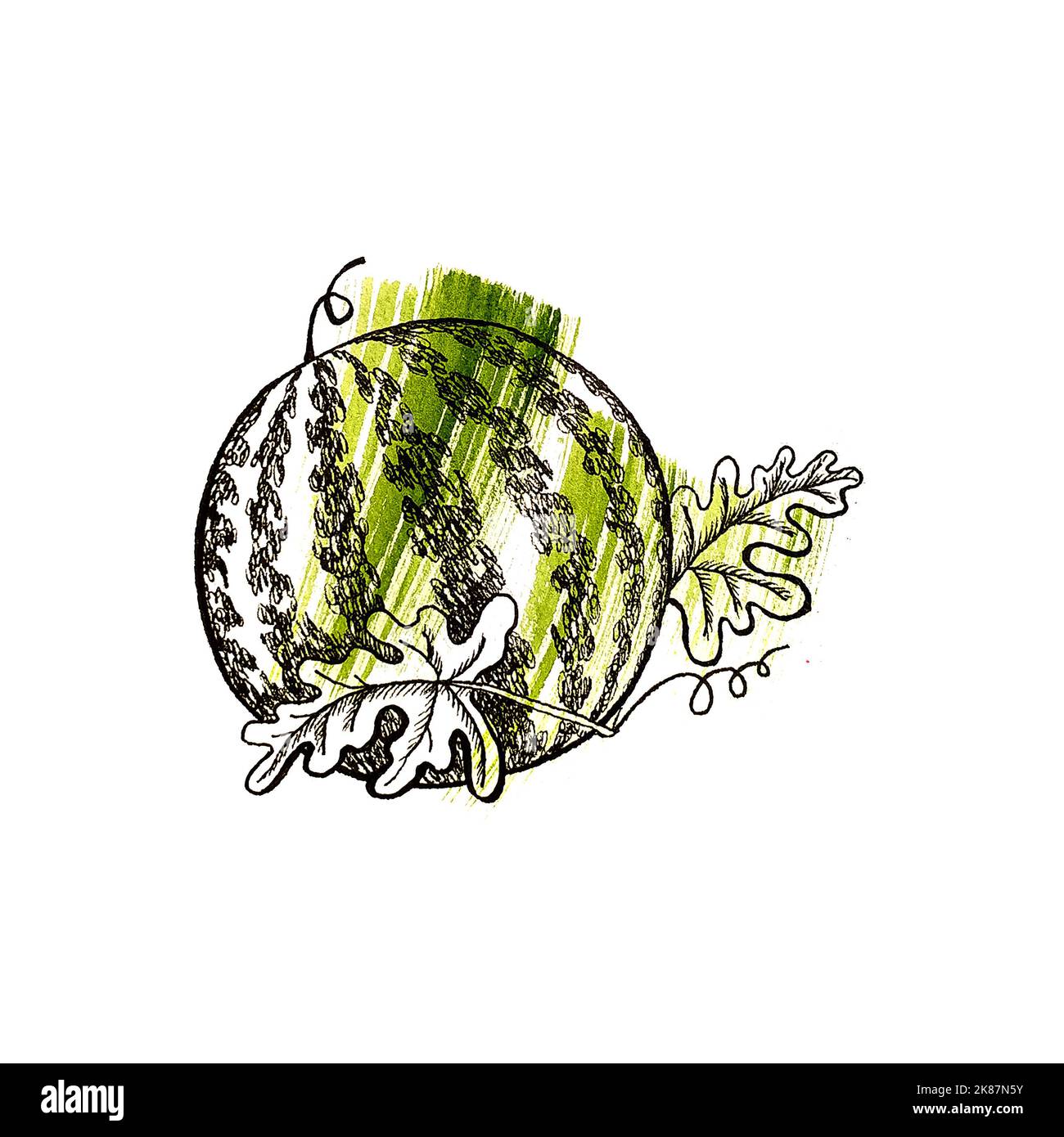 Stylized watermelon with leaves. watercolor illustrations with graphics ...