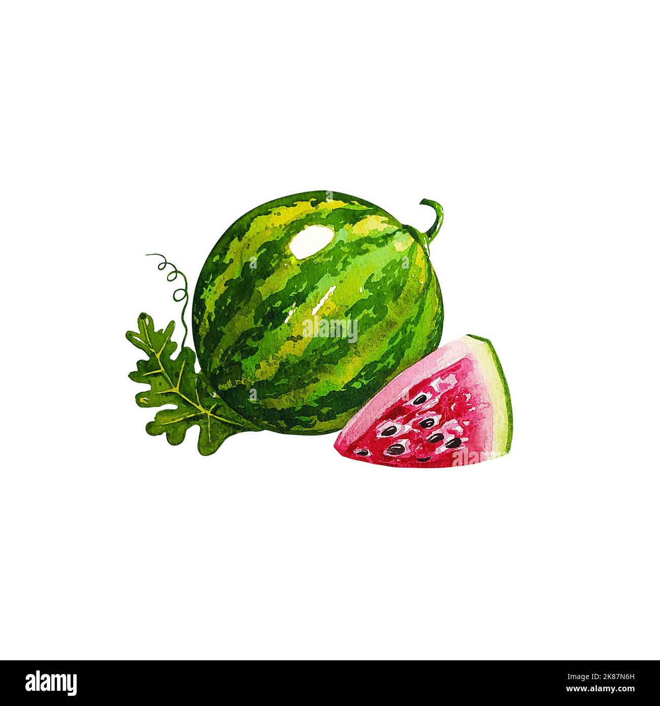 Stylized watermelon. watercolor illustration. delicious watermelon ...