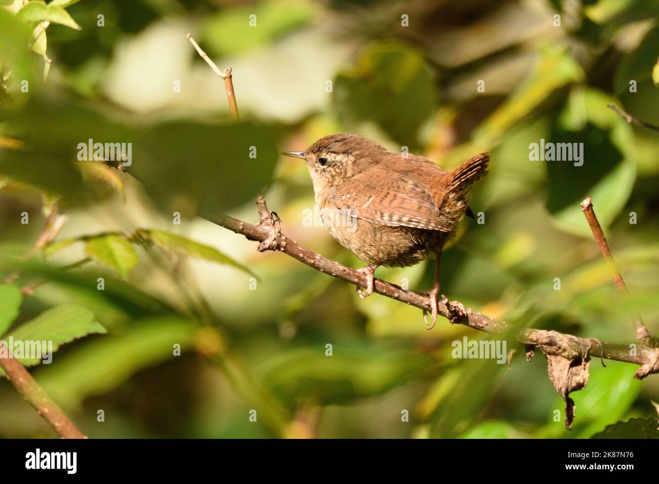 Eurasian Wren temporarily perched on a twig during summer. Hampstead ...
