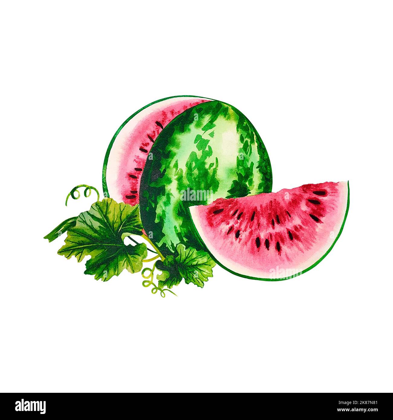 Watermelon. Watercolor illustration. delicious watermelon, hand drawn ...