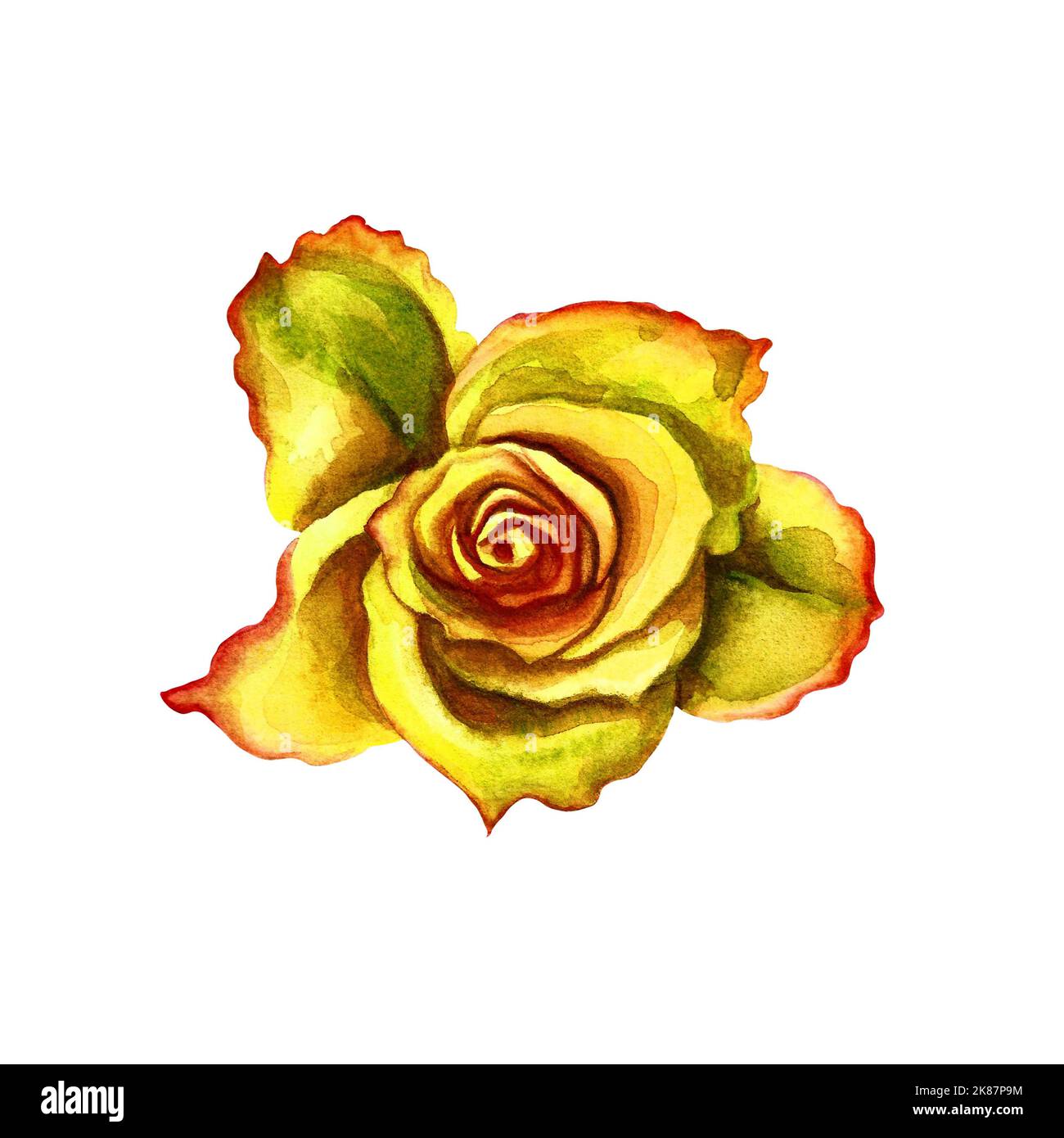 Yellow Rose Drawing With Colour