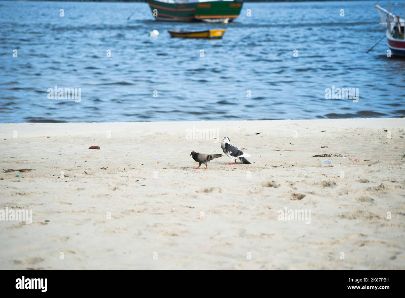 Pigeons on a beach hi-res stock photography and images - Alamy