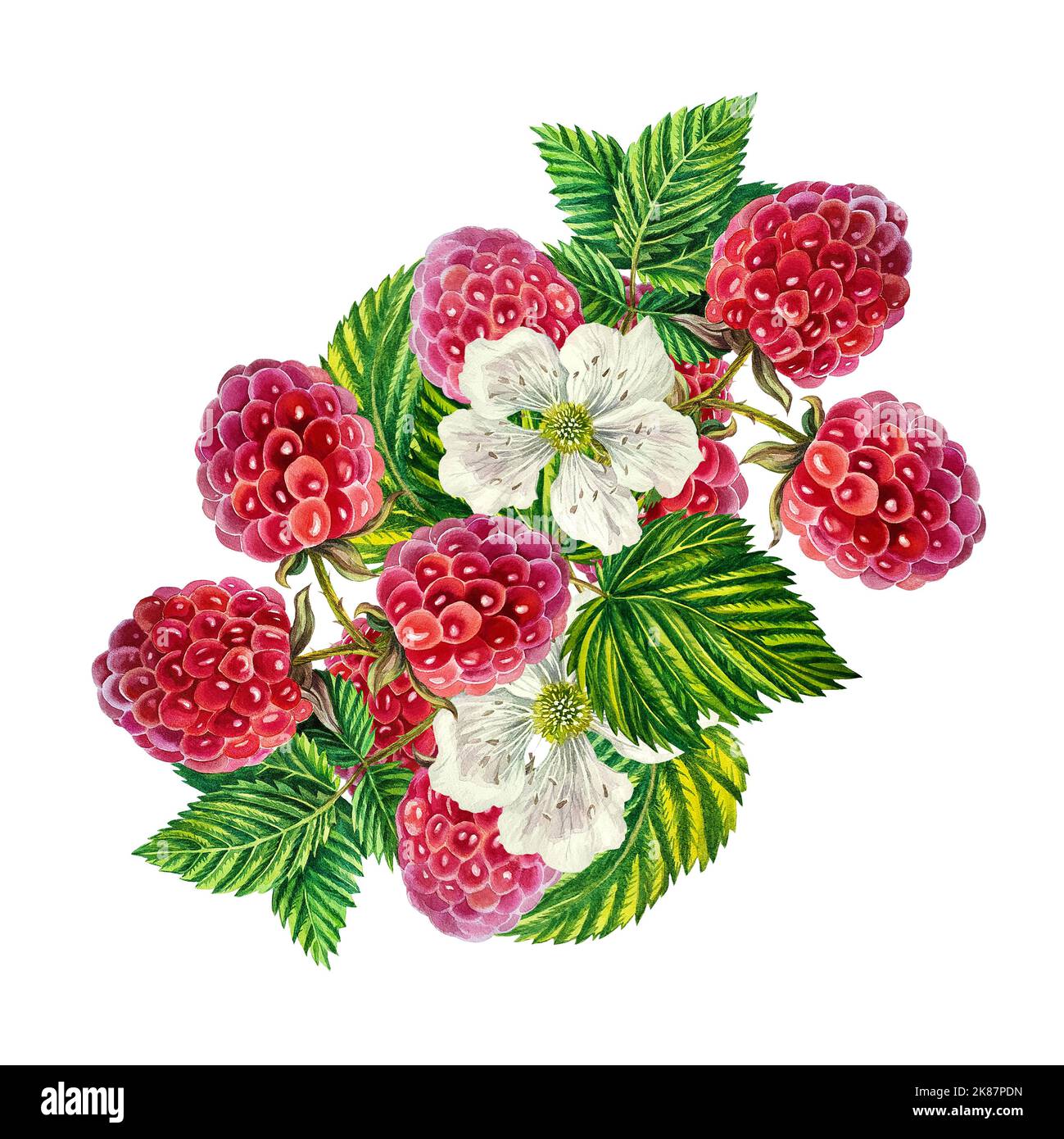 Raspberry. A branch of ripe juicy raspberries with berries, leaves and ...