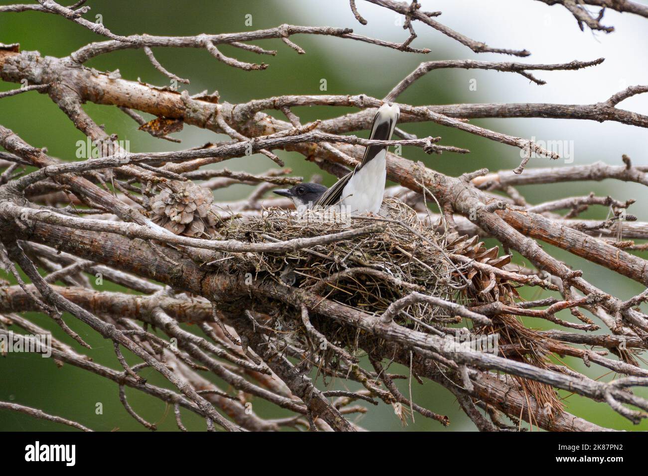 Female Eastern Kingbird sitting in her nest on a early spring morning ...
