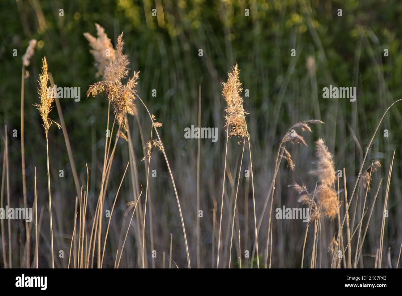 Green grass in evening sun hi-res stock photography and images - Alamy
