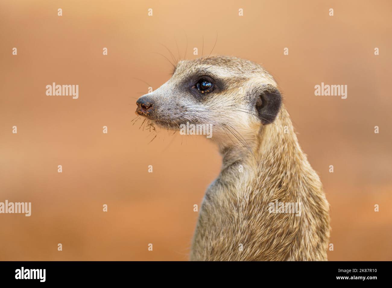Meerkat (suricate suricatta) closeup portrait, side view. Kgalagadi ...