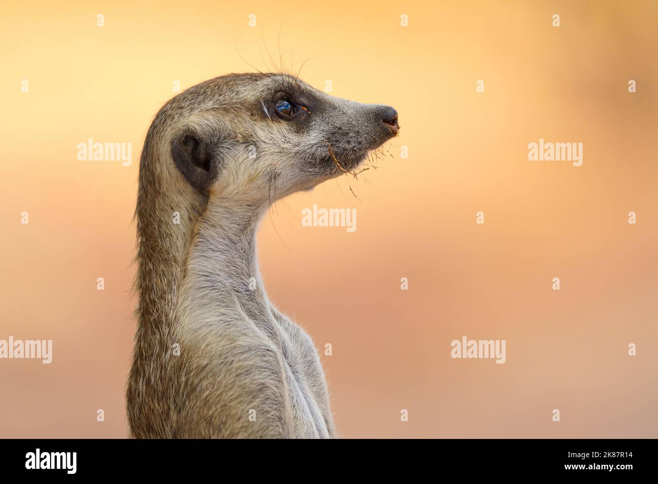 Meerkat (suricate suricatta) closeup portrait, cute side view ...