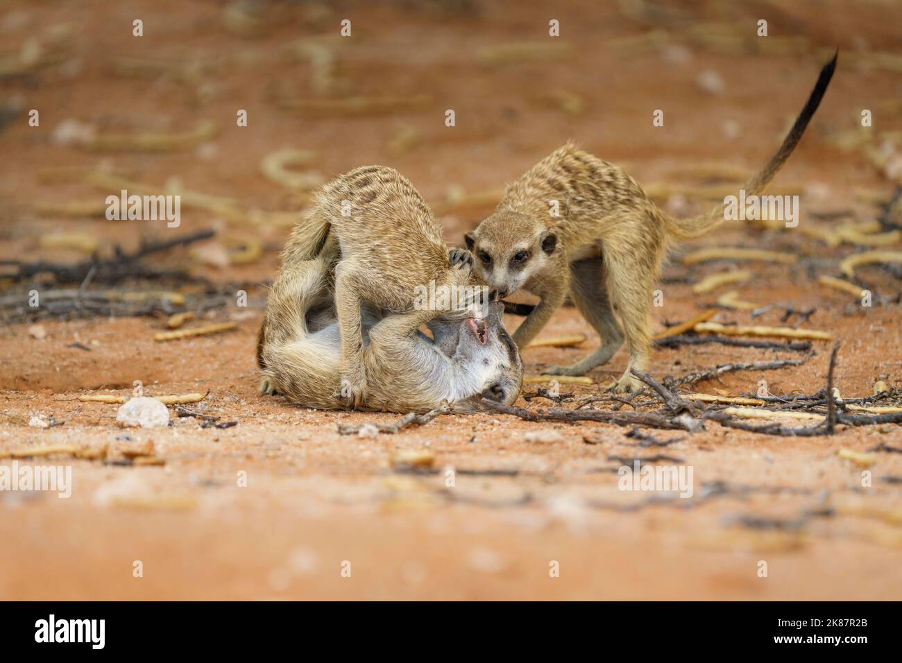3 baby meerkats (Suricata suricatta) in action play fighting. Kgalagadi ...