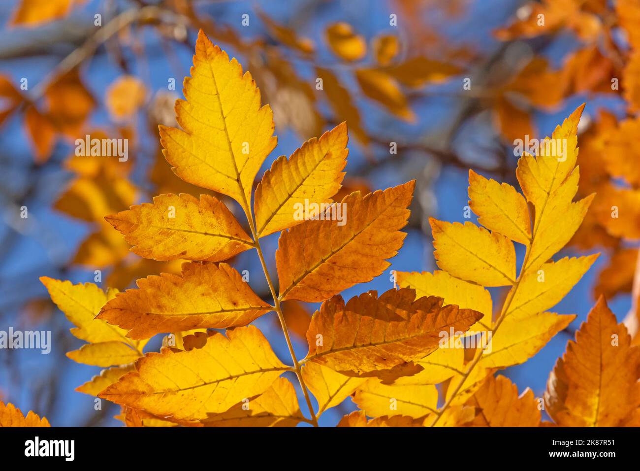 Closeup bright yellow ash hi-res stock photography and images - Alamy