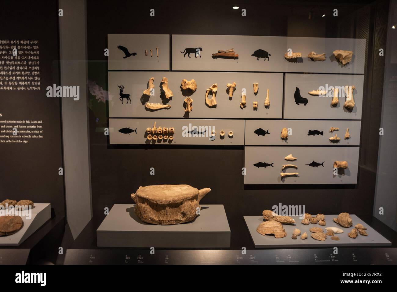 Busan museum collection of artifacts and relics in Busan South Korea on ...