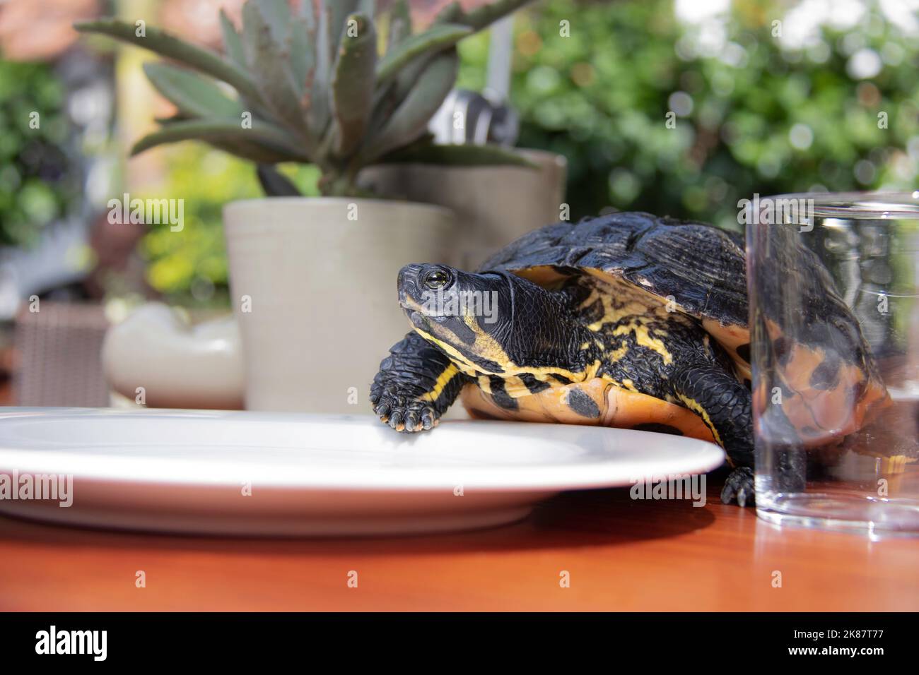 Yellow Bellied Slider Turtle with strong yellow and black markings ...