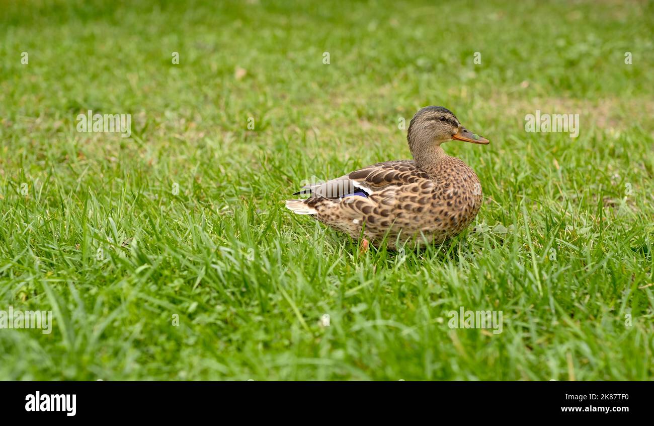 Duck walking on green grass. Side view of duck with brown plumage and ...