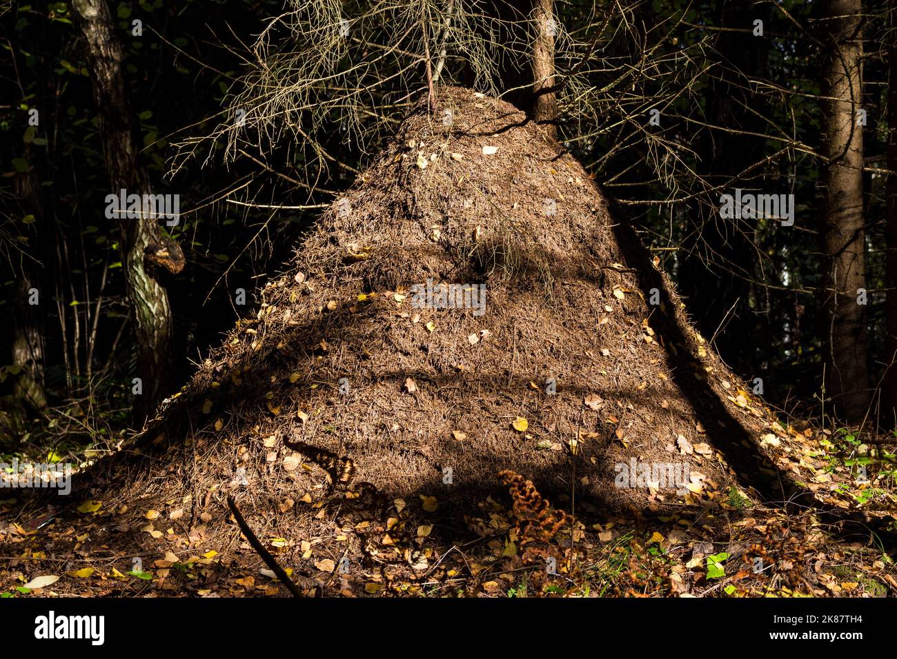 Dense insects hi-res stock photography and images - Alamy