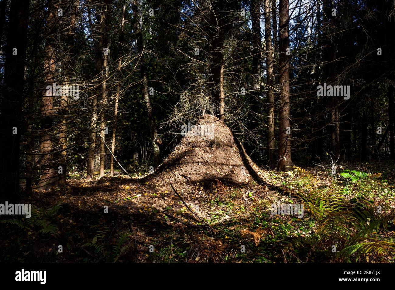 Dense insects hi-res stock photography and images - Alamy