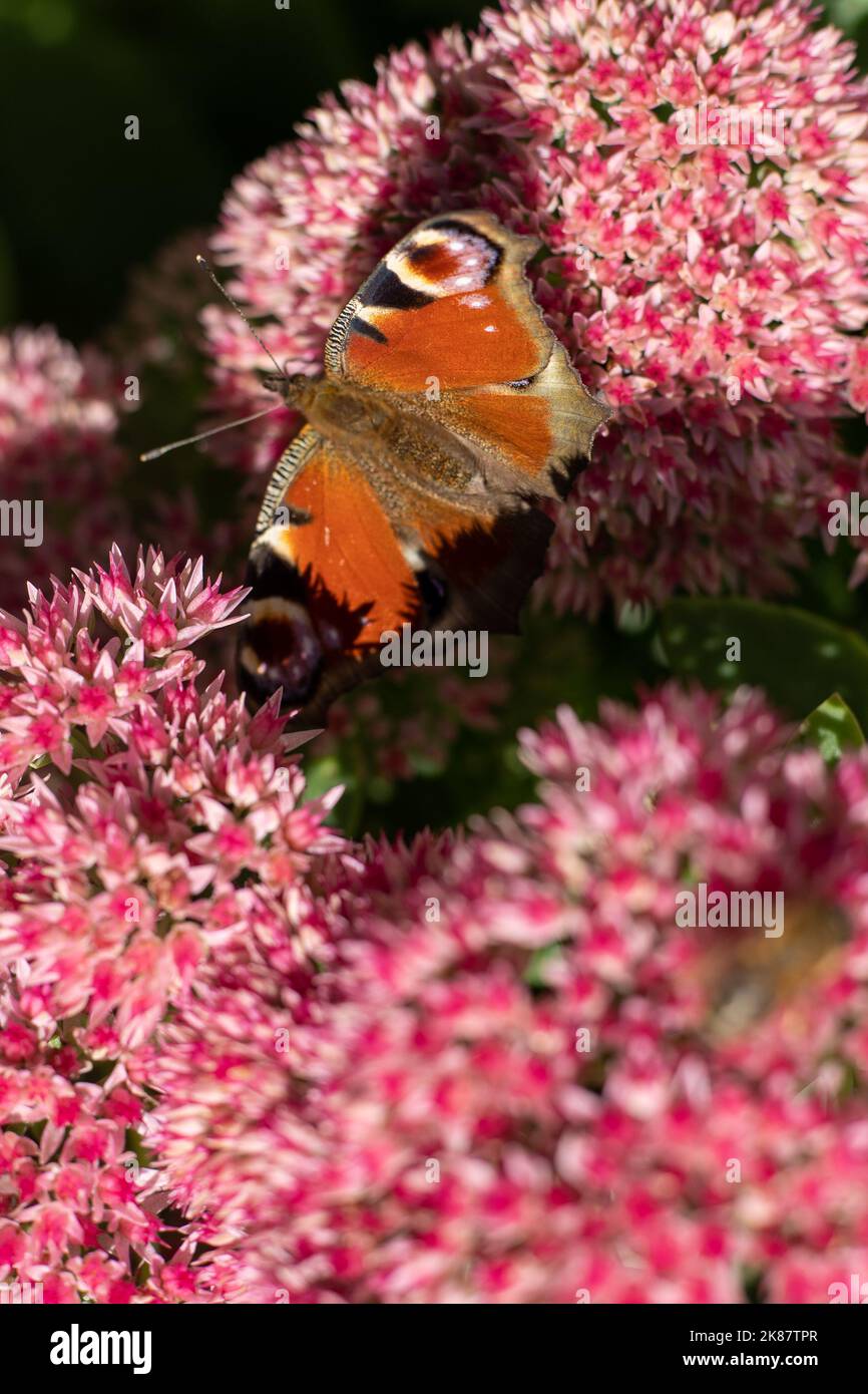 A peacock butterfly is eating on a pink Sedum flower - Hare cabbage. A ...