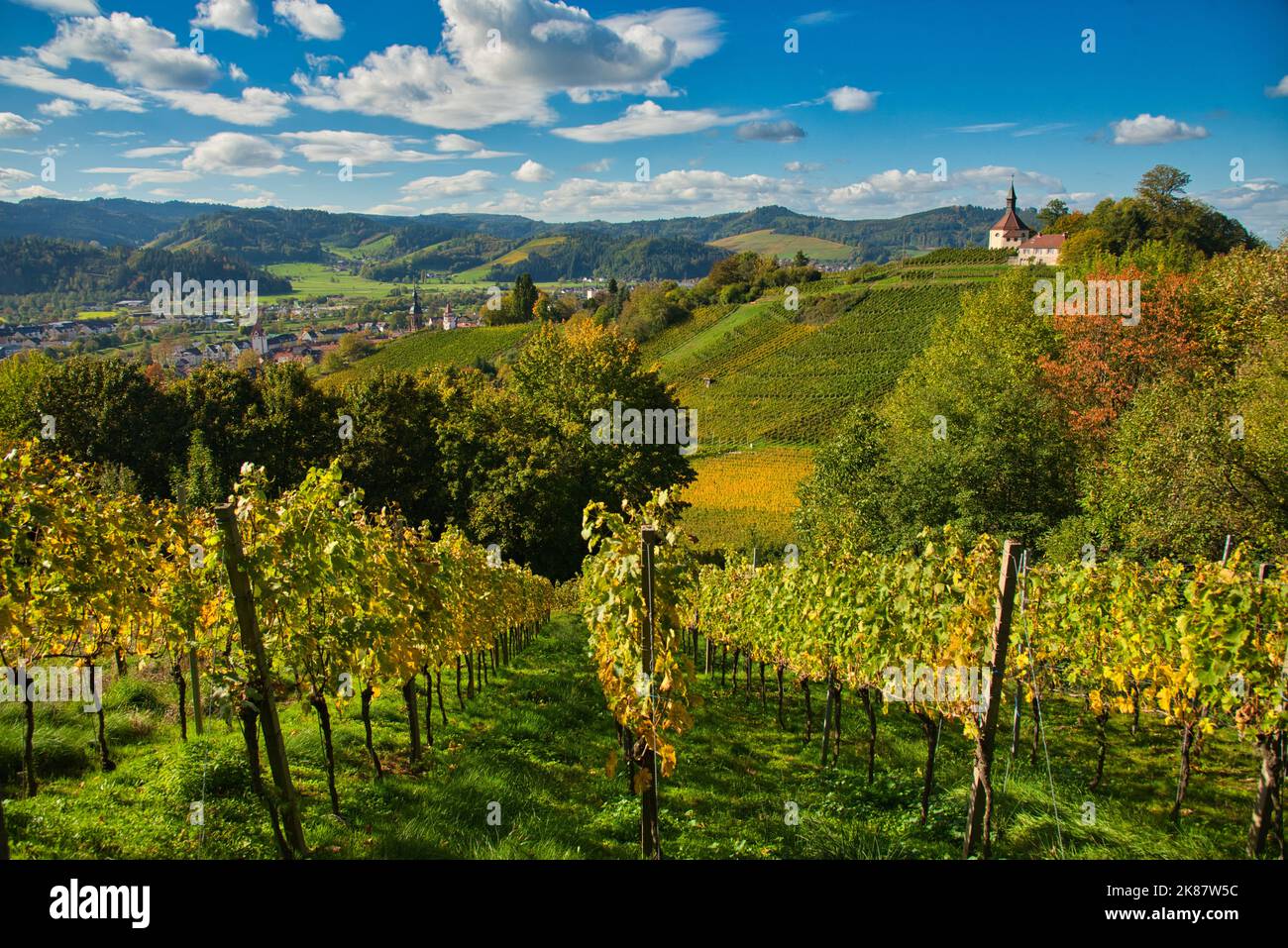 autumn time in the black forest in germany in the heights of Gengenbach ...