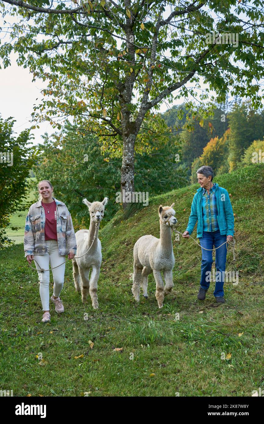 Andecamel hi-res stock photography and images - Alamy