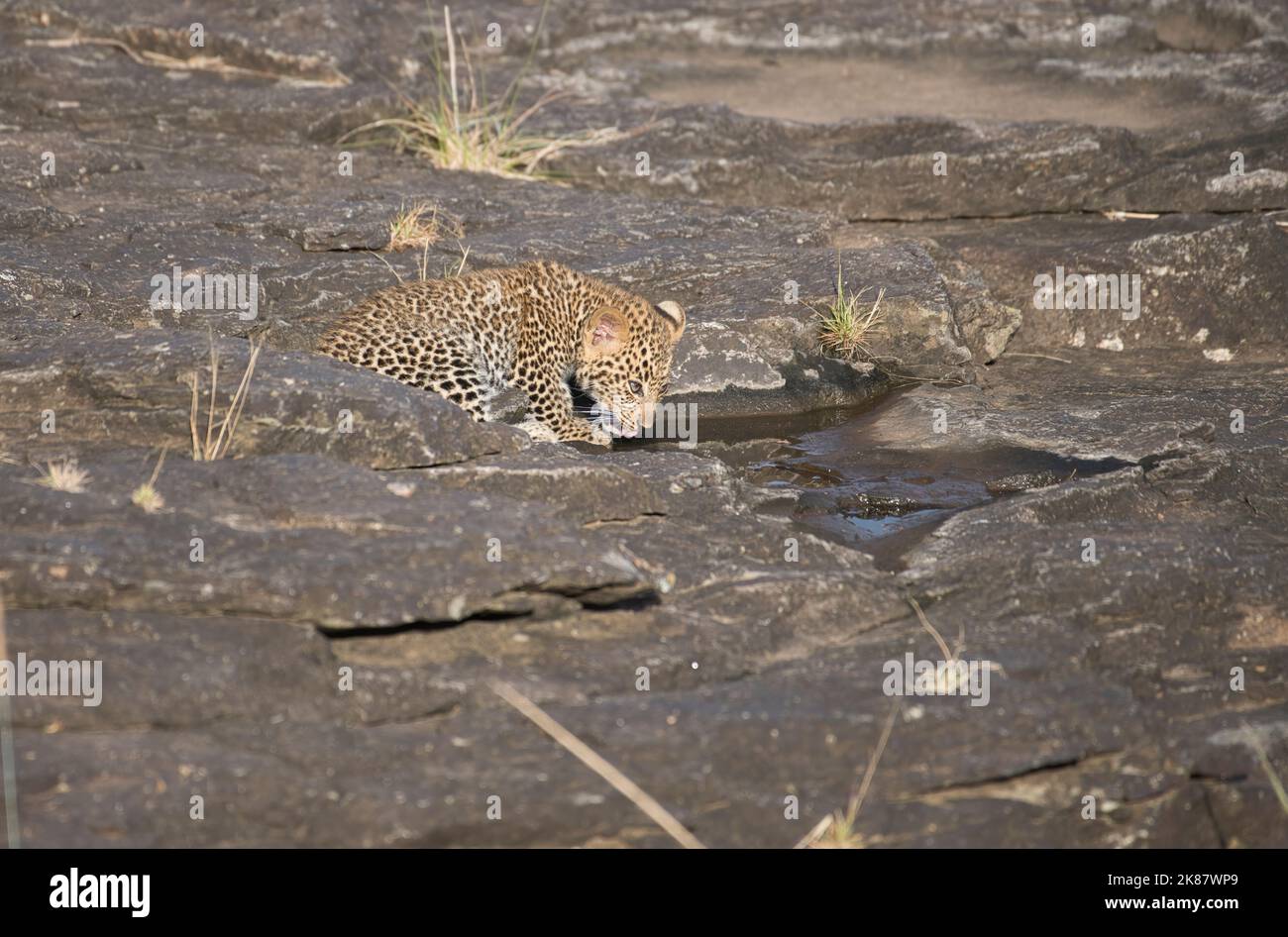 Leopard (Panthera pardus) cub, estimated at about 10 weeks old ...