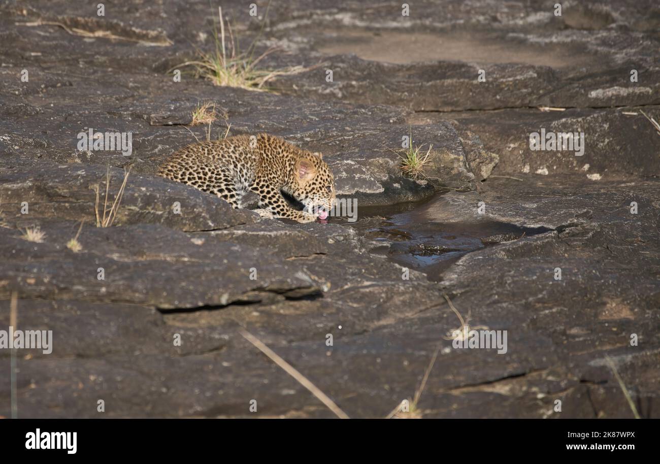 Leopard (Panthera pardus) cub, estimated at about 10 weeks old ...