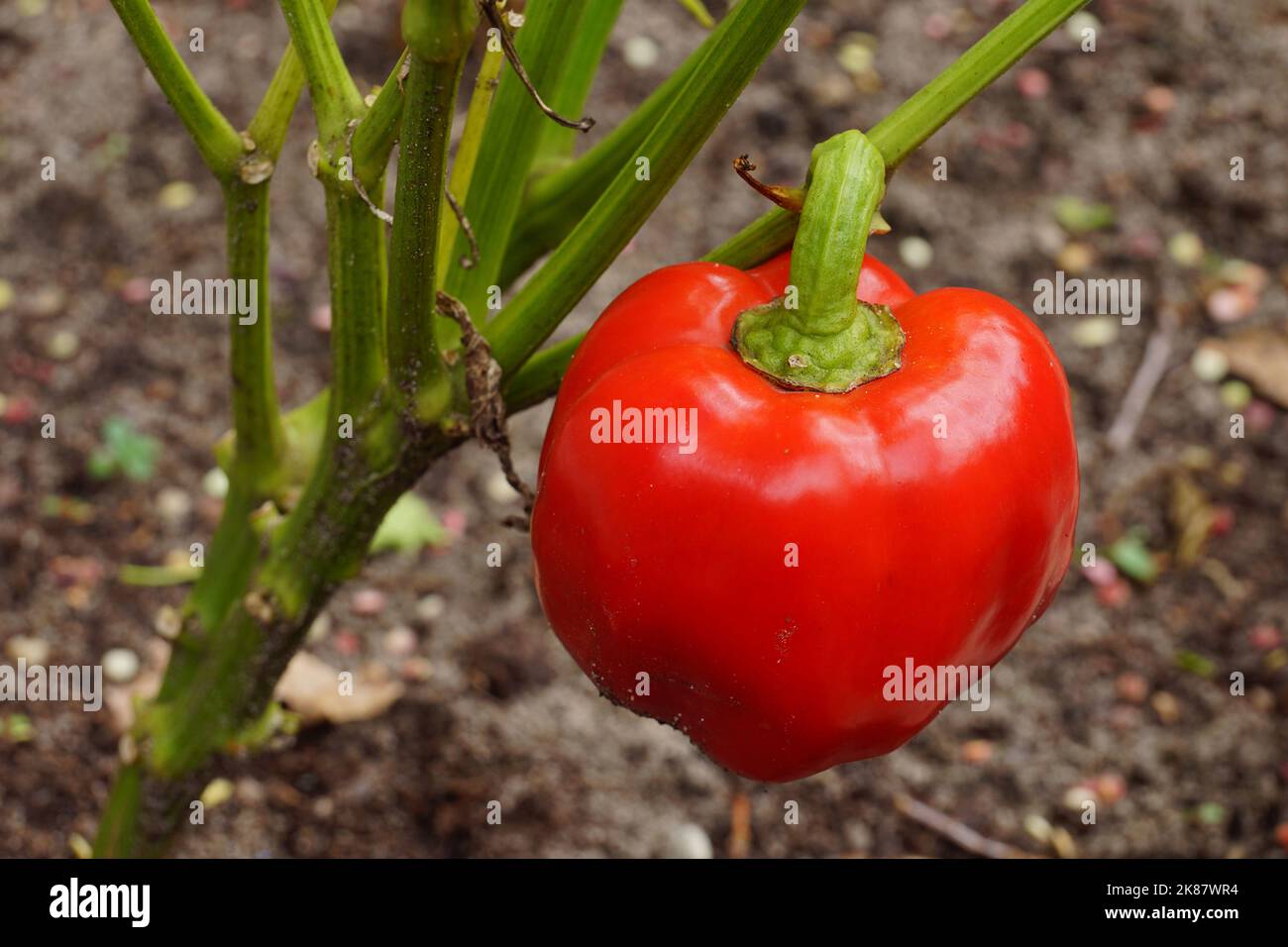 A healthy and full of vitamins supplement will last. Fully ripe pepper ...