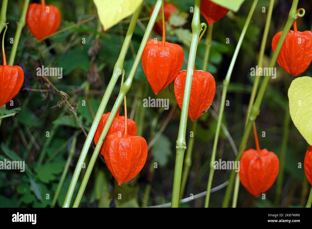 Cape gooseberry (Physalis peruviana) plants ripe for harvest. Autumn ...