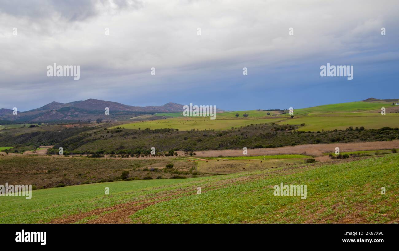 A landscape view with Canola fields, gloomy and cloudy sky background ...