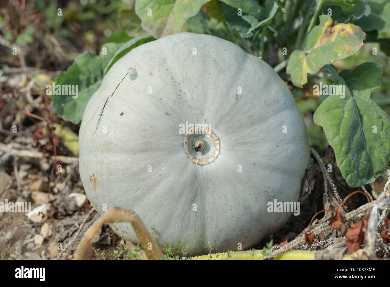 Calabash field hi-res stock photography and images - Alamy