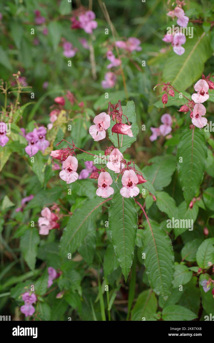 Blooming Himalayan balsam ( Impatiens glandulifera Stock Photo - Alamy