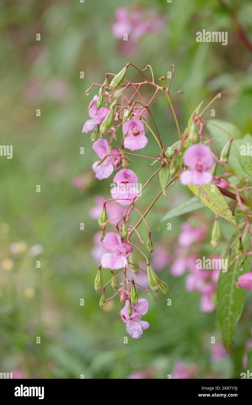 Blooming Himalayan balsam ( Impatiens glandulifera Stock Photo - Alamy