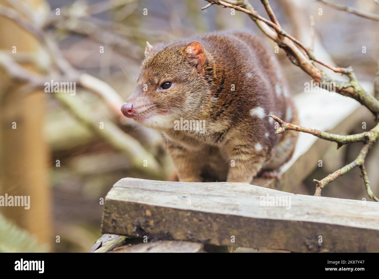 Spotted Tail Quoll in Tasmania Australia Stock Photo - Alamy