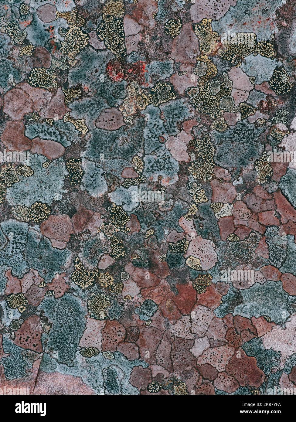 Map Lichen (Rhizocarpon geographicum) - Stone lichen flora colours and ...