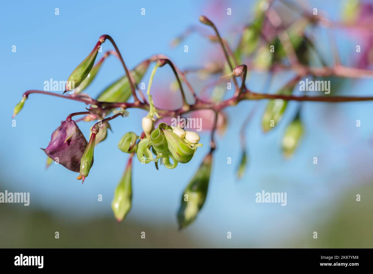 Seed capsules of Himalayan balsam (Impatiens glandulifera Stock Photo ...