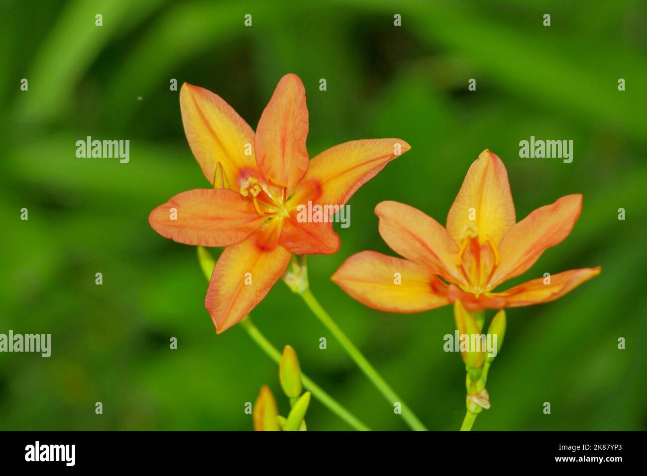 A selective focus of the blackberry lily flower Stock Photo - Alamy