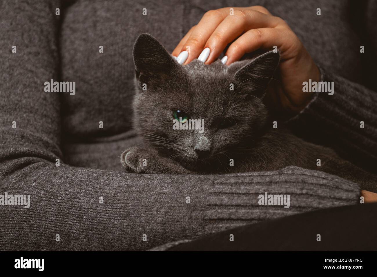 Woman cuddling cat home hi-res stock photography and images - Alamy