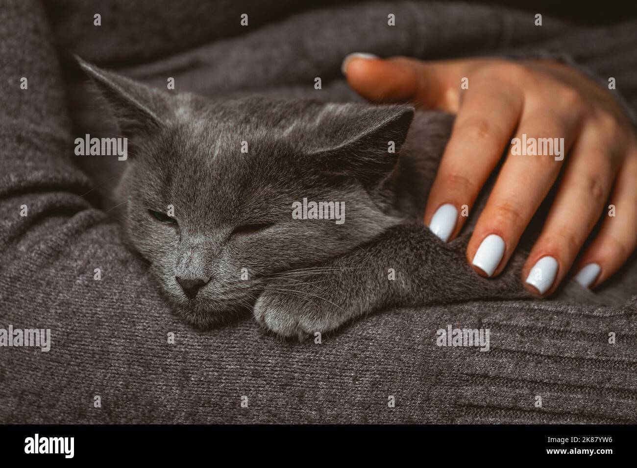 Cuddling domestic hi-res stock photography and images - Alamy