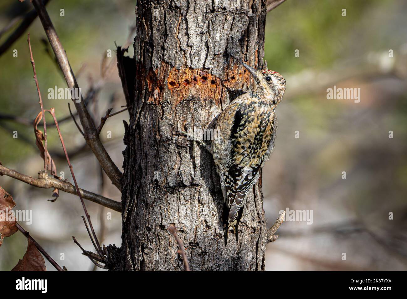 Yellow bellied sapsucker feather hi-res stock photography and images ...